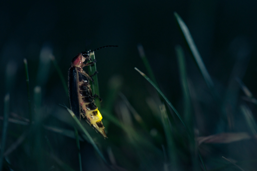 Fireflies of Lake Michigan | mrlowndes