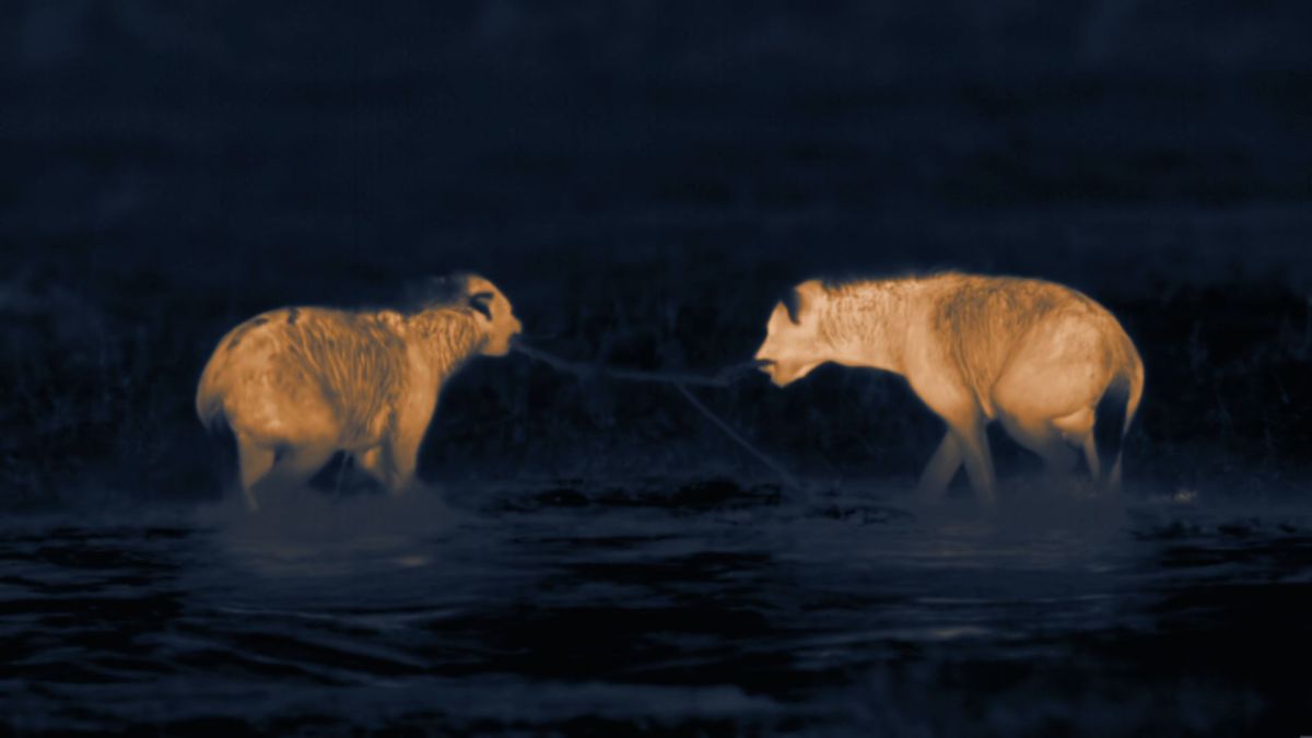 National Geographic WILD: Night Stalkers | mrlowndes